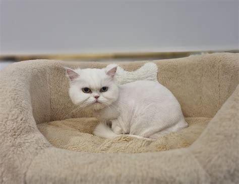 페르시안 두부 샴분양가격 셀커크렉스분양가격 스코티쉬폴드분양가격 스핑크스분양가격 아메리칸숏헤어분양가격 아메리칸컬분양가격 아비시니안분양가격 엑조틱분양가격 터키시앙고라분양가격