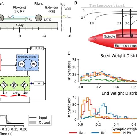 Evolution Of Synaptic Input Weights Across The Neuron Types During The