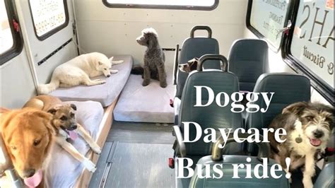 A Day On The Doggy Daycare Bus Youtube Dog Daycare Business Dog