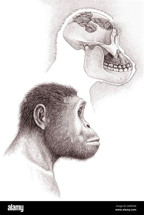 Australopithecus Garhi Skull And Head Illustration The Remains Of