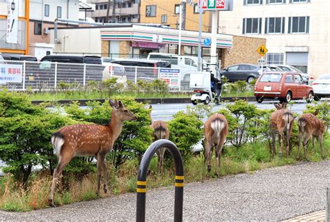 Turtle මුව රැලක් ටව්මේ සැරිසරනවා නරා පාක් එක අවට නිතරම දුටුවත් පාක් එකට බොහෝ නුදුරින් පහලට