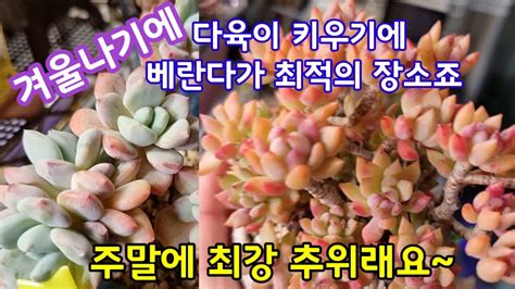 베란다 다육이 겨울나기🌺일요일에 최강추위래요🌸물주고 걱정되지만 베란다가 최적의 공간 이에요😆 Youtube