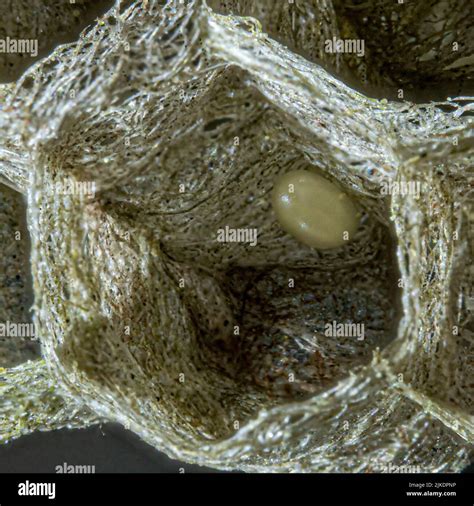 A Closeup Of Inside A Wasp Nest Showing Hexagonal Structure And A Small Egg Stock Photo Alamy