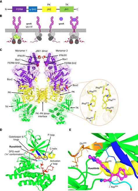 Next Generation Jak2 Inhibitors For The Treatment Of Myeloproliferative Neoplasms Lessons From