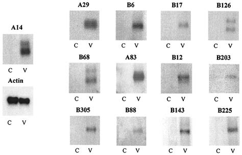 Differential RNA Expression Of Selected Candidate Genes The RNA Download Scientific Diagram