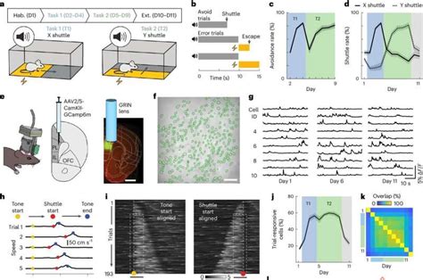 Neuron Populations In The Medial Prefrontal Cortex Shown To Code The Learning Of Avoidant