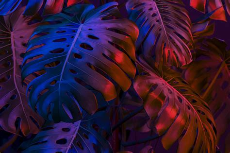 몬스터 열대 잎 배경 은 붉은 바이올렛과 블루 네온 조명에 의해 Iluminated 3d 렌더링 빈 공간입니다 공간을 복사합니다 배경 화면 또는 배경 0명에 대한 스톡 사진