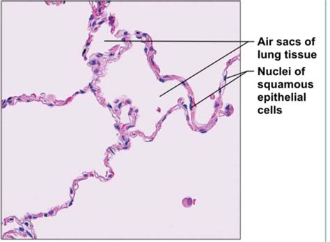 A P Lab Exam Figure Epithelial Tissues Labeling Identifying