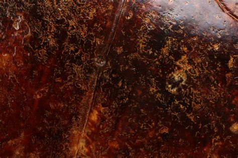 Antique Loggerhead Sea Turtle Shell Specimen Ebth