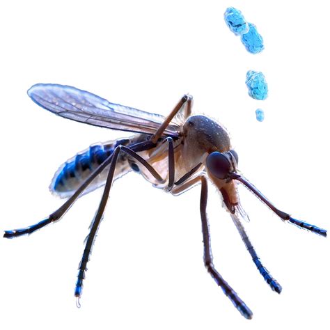 Mosquito Under Microscope Png 24 Png Image Mosquito Under Microscope Png 24 Png Image