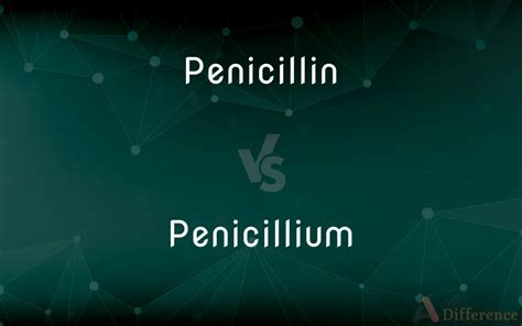 Penicillin Vs Penicillium Whats The Difference