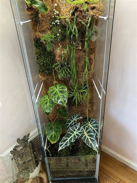 Giant Terrarium Build — The Midwestern Jungle