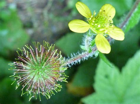Flower And Seeds Photos Of Geum Macrophyllum Rosaceae