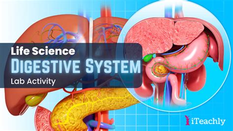 Digestive System Lab Activity ITeachly