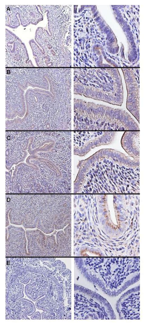 Progesterone Induces Surface Expression Of Emp2 In Mouse Endometrium In Download Scientific