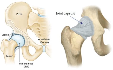 Hip Joint Anatomy And Pathology London Bridge Sports Medicine