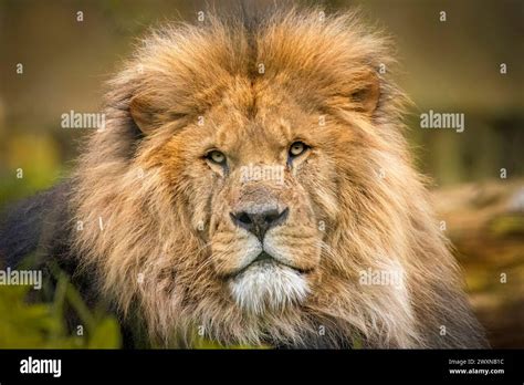 Male African Lion Stock Photo Alamy