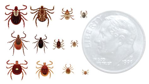 Tick Biology Cals