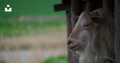 헛간에서 머리를 내밀고 있는 긴 머리를 가진 염소 사진 Unsplash의 무료 마을 이미지
