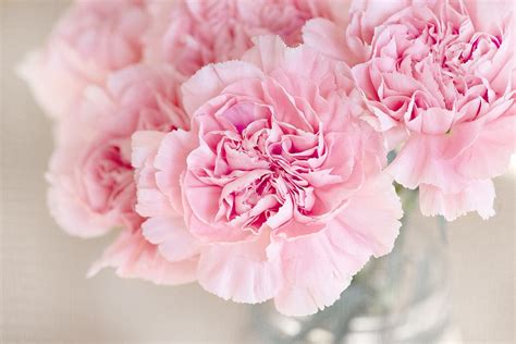 Pink Carnations How To Care For Them And What They Mean Global