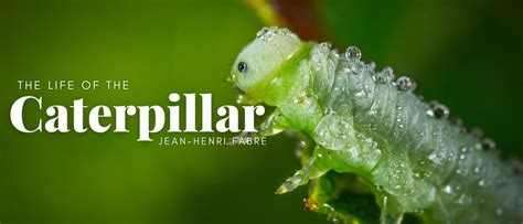 An Insect Virus Hackernoon