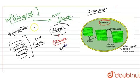 What Is Grana Stroma And Thylakoid Quick Answer