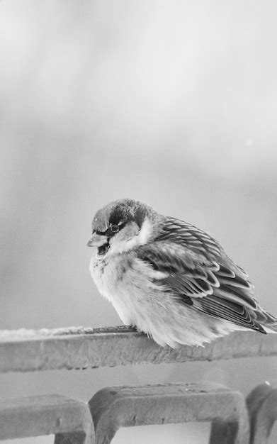 Images De Oiseaux Noirs Et Blancs Téléchargement Gratuit Sur Freepik