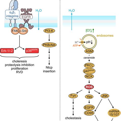 Osmosensing And Osmosignaling In Response To Hypoosmotic Hepatocyte Download Scientific Diagram