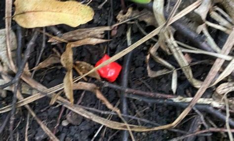 37 летний житель Саранска стал наркоманом Печаль… — Столица С