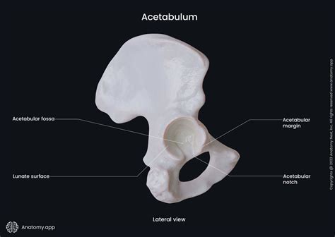 Acetabulum Anatomy App