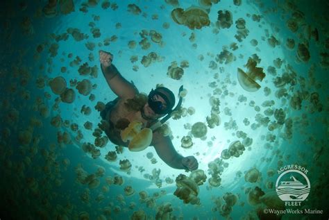 Jellyfish Lake Palau — Bluewater Dive Travel