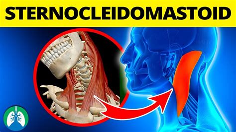 Sternocleidomastoid And Breathing Explained Youtube