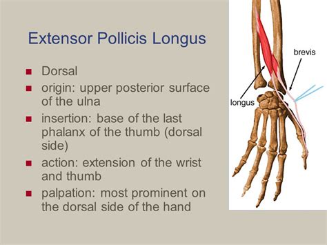 Extensor Pollicis Brevis Origin And Insertion