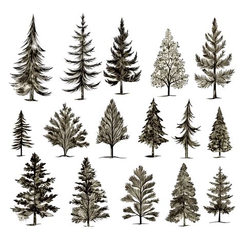 흰색으로 격리된 손으로 그리는 크리스마스 트리 스케치와 실루엣 세트 흑백 그림 크리스마스 낙서 크리스마스 트리 그림 Png 일러스트 및 이미지 에 대한 무료 다운로드