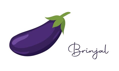 eggplant aubergine or brinjal vegetable vector icon in line style