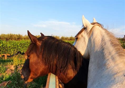 5 φάρμες κοντά στην Αθήνα για εκδρομές με τα παιδιά ΝΟΤΙΑ ΠΡΟΑΣΤΙΑ Noupou Gr