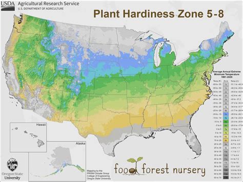 Bartlett Pear Seedling