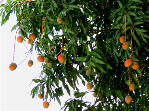 Free Photo Mango Tree Food Green Health Free Download Jooinn