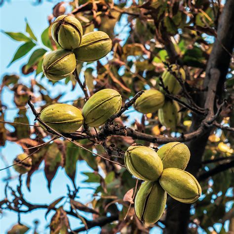 Amling Pecan Tree Type 1 Pollinator Globalmyperfectplants