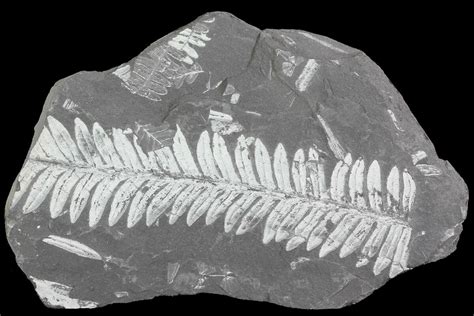 7 3 Wide Fossil Seed Fern Plate Pennsylvania 73152 For Sale