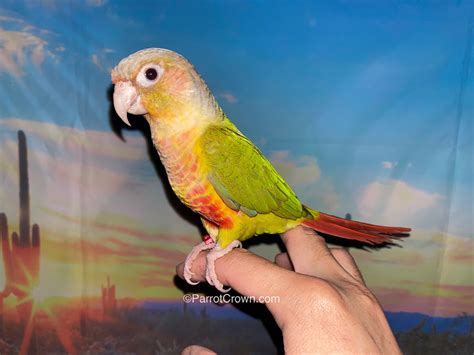 High Red Pineapple Conure For Sale