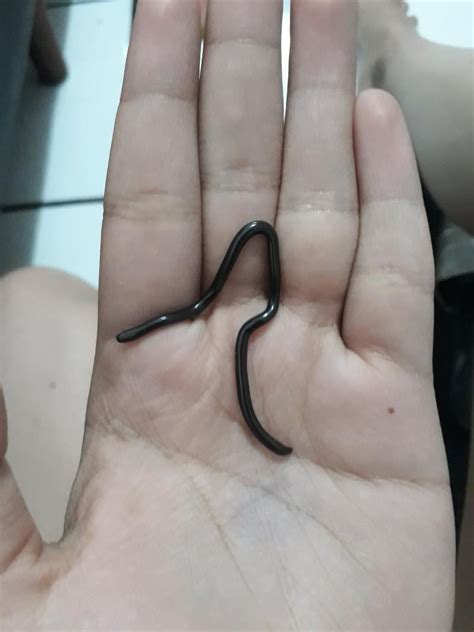 Leptotyphlops Carlae