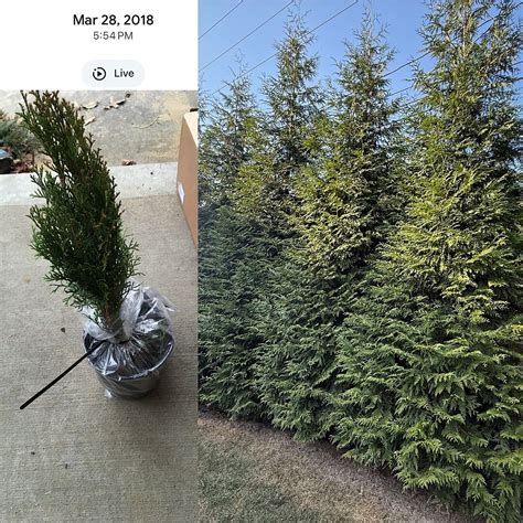 Hetzii Columnar Juniper Trees For Sale Hetzii Columnar Juniper Trees For Sale