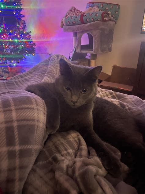 Got Him Some Catnip Last Christmas Then He Started Acting Sus Catsoftwitter Cute R Butterjack