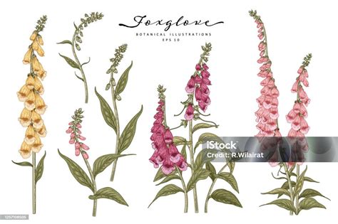 스케치 플로럴 장식 세트 핑크 옐로우 퍼플 폭스글로브 플라워 드로잉 흰색 배경에 고립 된 빈티지 라인 아트 손으로 그린 식물 삽화 요소 벡터입니다 지황에 대한 스톡 벡터