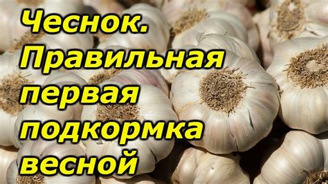 Чеснок-правильная весенняя подкормка озимого чеснока. - YouTube