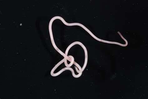 Nematode Worm Earth Sciences New Zealand Niwa