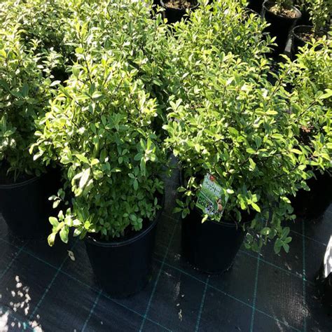 Pittosporum Tenuifolium Golf Ball I Dwarf Pittosporum The