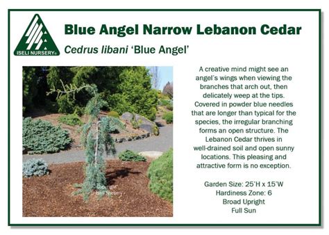 Cedrus Libani Blue Angel