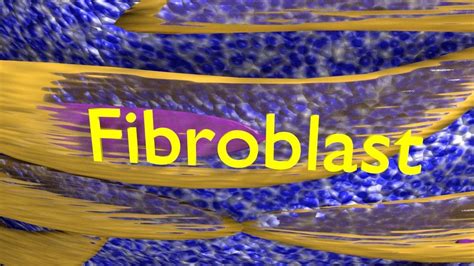 Caseating Granuolma Tuberculosis Labelled 3d Model Superhive